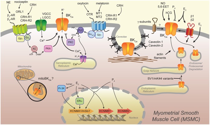 Regulation of BK Channels in Smooth Muscle - Center for Reproductive ...